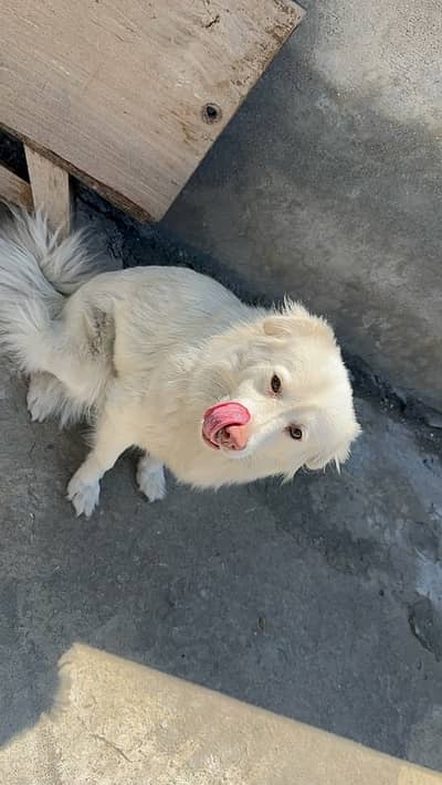 Russion dog / russion pink nose / russion long court / pista - Dogs ...