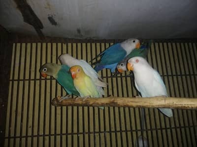 Love birds, Cremino, Albino Red eye, Parblue/Ino, Blue fisher/Ino ...
