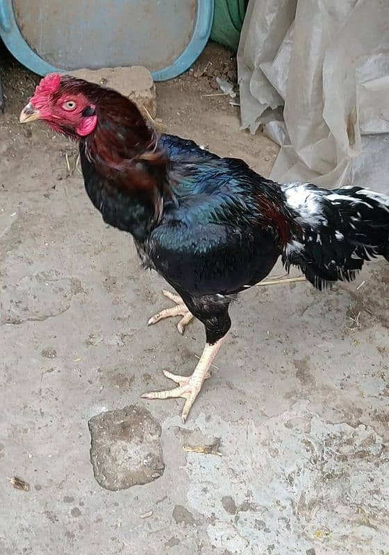 Aseel Lahka Mushka - Hens - 1099369417