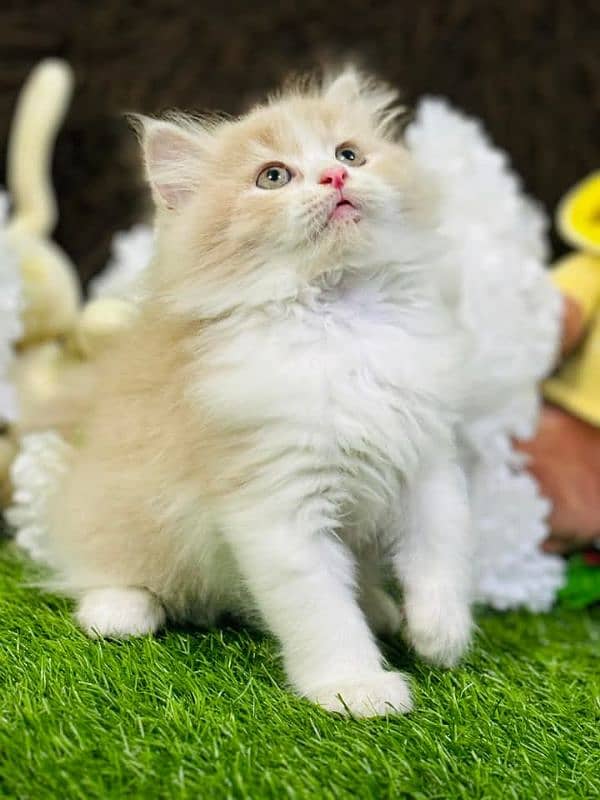 bicolor Persian kitten| Triple long coat|punch Face|cat babies - Cats ...