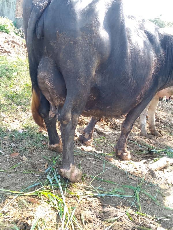 pure neeli Ravi - Buffalos - 1099337026