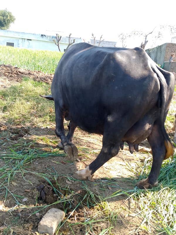 pure neeli Ravi - Buffalos - 1099337026