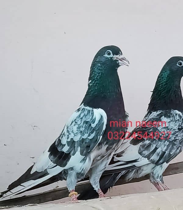 pure frozpure rampure pegions - Pigeons - 1099399132