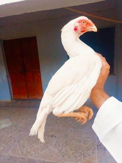 Heera Aseel paper white Madi - Hens - 1099403526