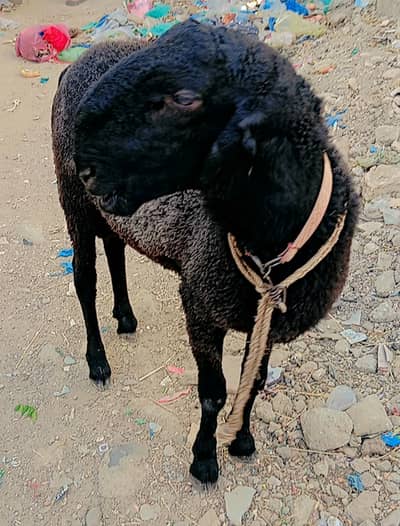 Dumba - Other Animals - 1099431916