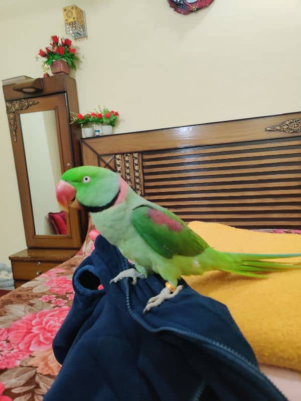raw parrot available - Parrots - 1099433100