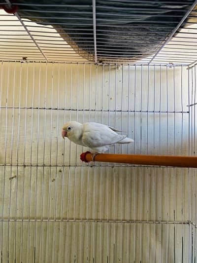 albino black eye split ino - Parrots - 1099489024