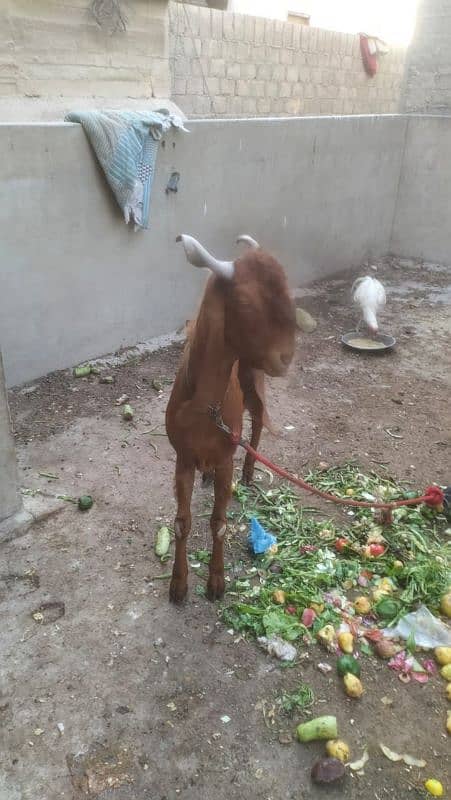 I am selling my kamory nawab shahie - Goats - 1099510500