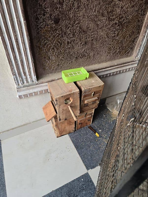 Cage love Birds or pairs - Hen Cages - 1099530464