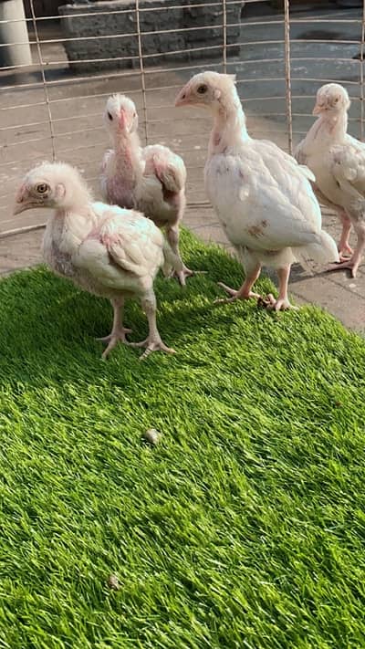 Heera aseel. Aseel heera. white aseel. paper white aseel heera. - Hens ...