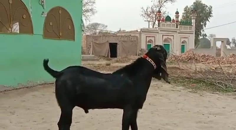 desi bakra for sale call me on 03487390292) - Goats - 1099583024