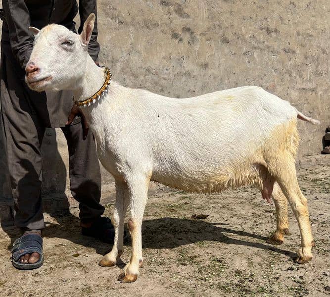 pure tedda female - Goats - 1099624595