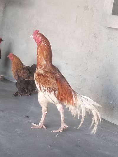 pure sindhi aseel pattha - Hens - 1099631515