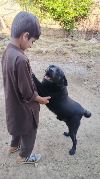 labra dog male - Dogs - 1099647963