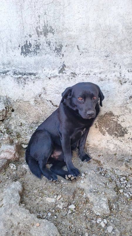 labra dog male - Dogs - 1099647963