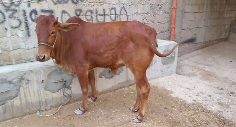 bachra for sale - Cows - 1099652874