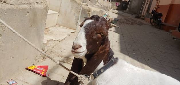 beetal goat, patera bakra or Tedi bakra - Goats - 1099674630