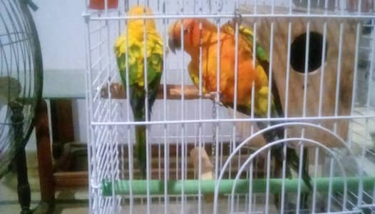 Sun Conure breeder pair with dna - Parrots - 1099687710