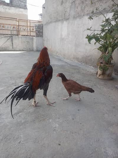 Sindhi male mianwali female and it's patha - Hens - 1099722941
