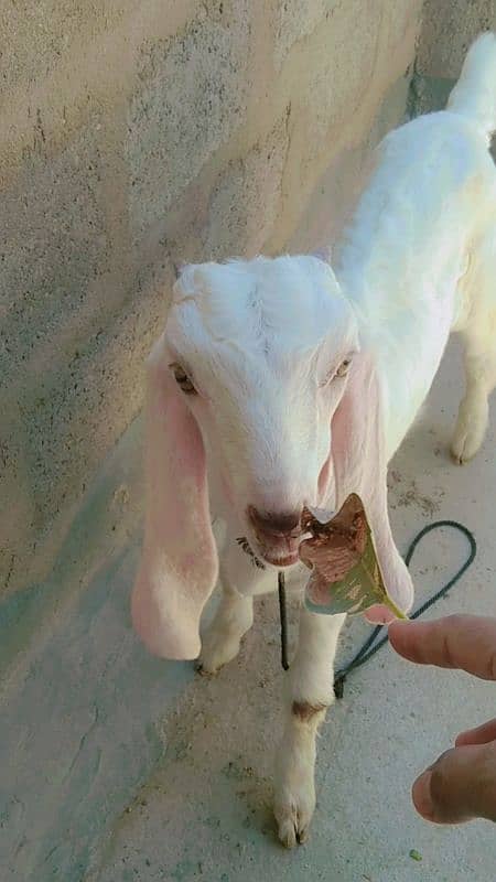 bakra for sale - Goats - 1099726019