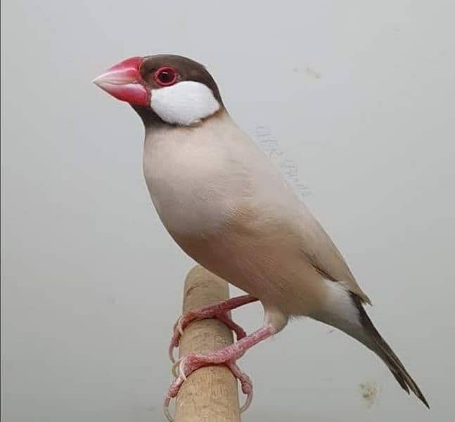 fawn java - Finches - 1099728460