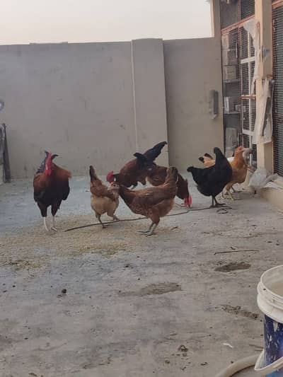 Pure Desi hen home breed starter hen egg lying - Hens - 1099738085
