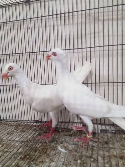 All kinds of Fancy pigeons 03136653640 - Pigeons - 1099743856