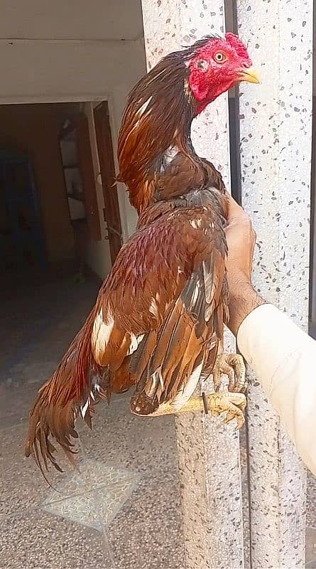 Aseel miawali peela - Hens - 1099750873