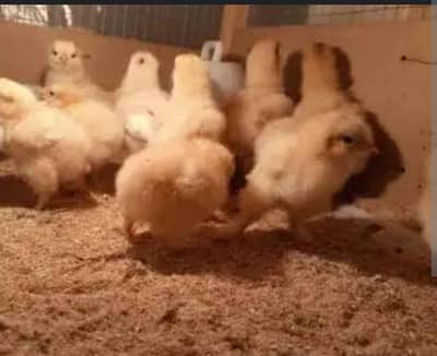 Golden Buff | White Buff | polish chicks | buff chicks | heavy Buff ...