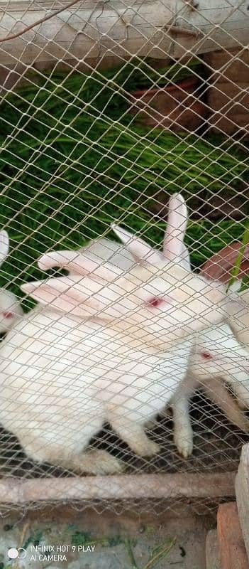red eye new Zealand rabbit - Rabbits - 1099765750