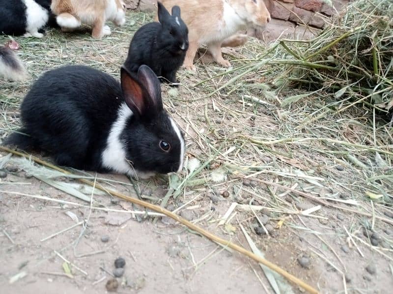 Rabbit male female - Rabbits - 1099765900