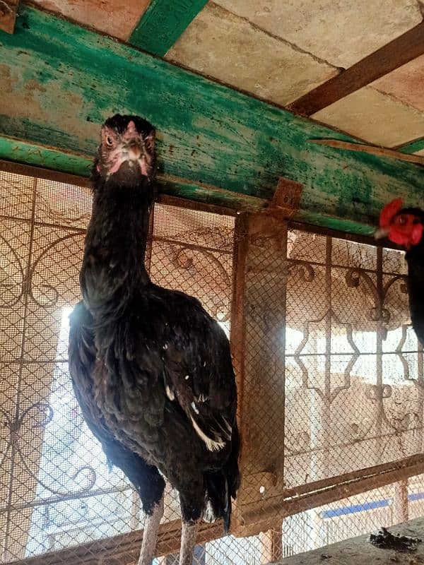 Aseel with chicks - Hens - 1099768216