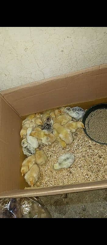 Golden buff A +++ chicks and turkey chicks for sale. - Hens - 1099770999