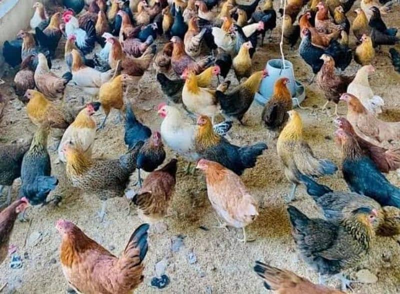 Golden Misri | Australorp | Lohman brown | Broiler | layer | chicks ...