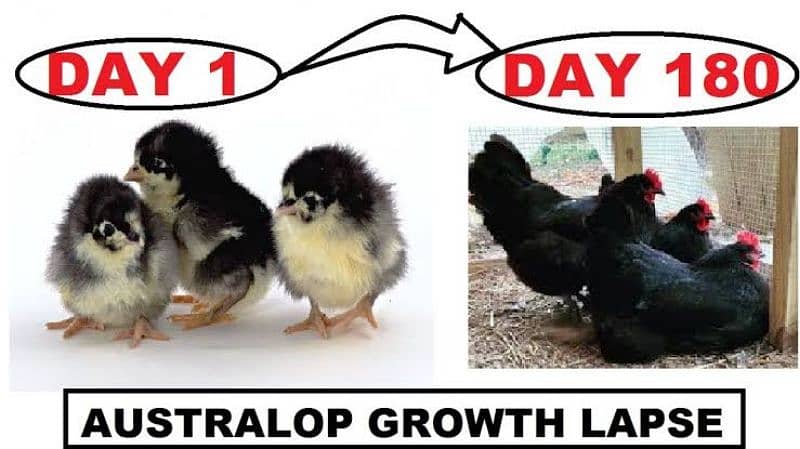 Golden Misri | Australorp | Lohman brown | Broiler | layer | chicks ...