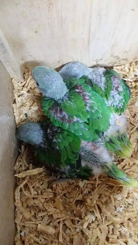 Raw Alexander Pahari chick - Parrots - 1099842416
