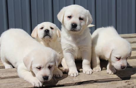 PURE BREED LABRADOR (limited stock)(free home delivery) - Dogs - 1099843891