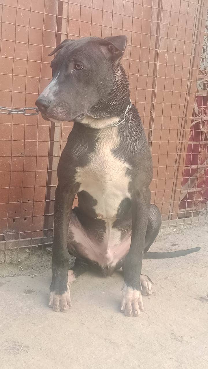 Black pitbull PURE AMERICAN BREED - Dogs - 1099868992