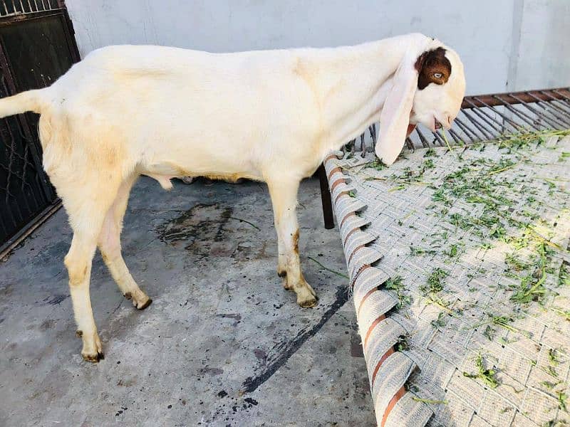 Rajanpuri Bakra - Goats - 1099893225
