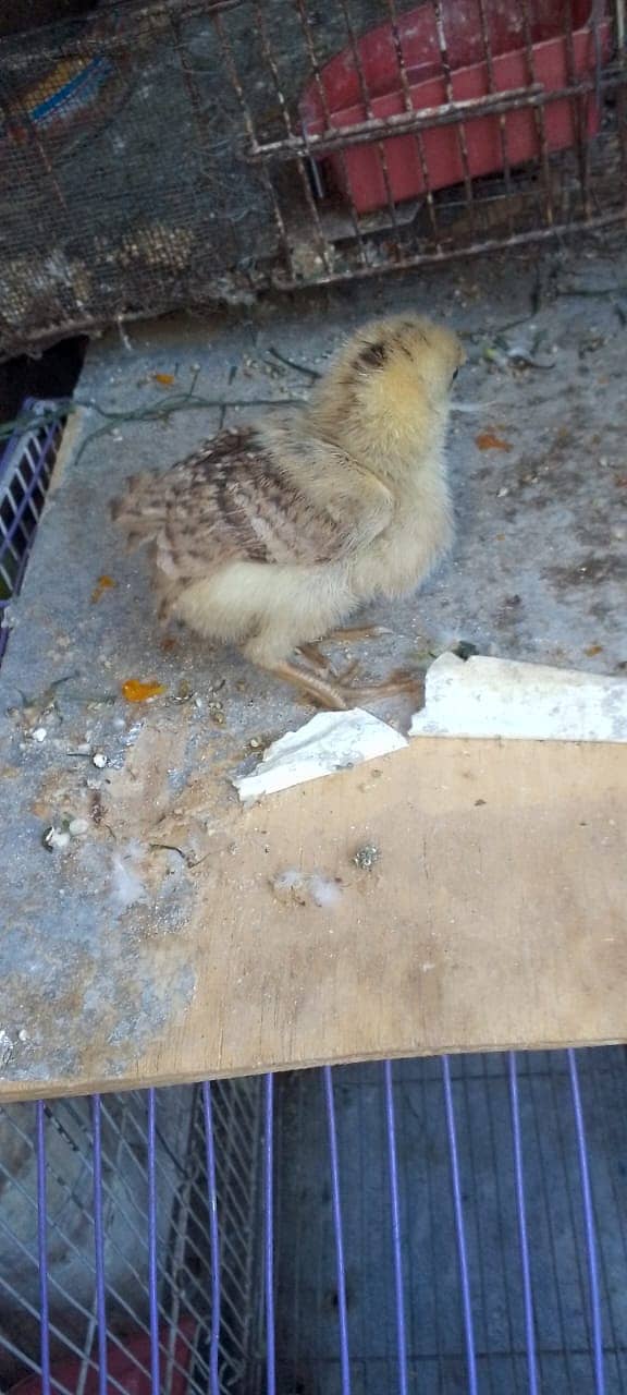 Aseel Chicks and pair of chicken - Hens - 1090522894