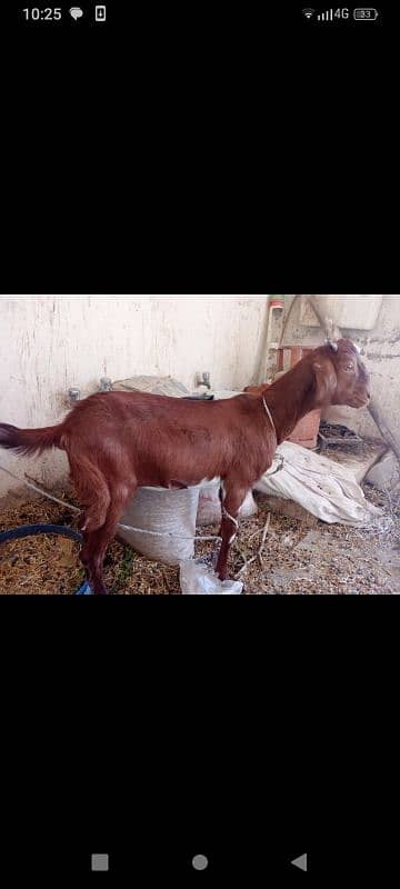 Beetal bakri - Goats - 1099921849