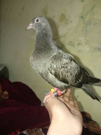 hand tame patha confirm - Pigeons - 1099927070
