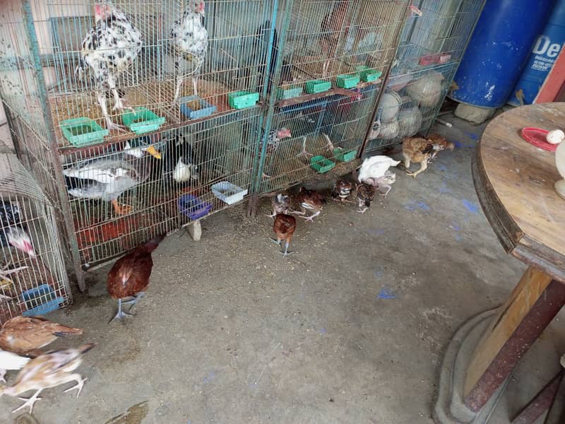Murga setup for sale - Hens - 1099930503
