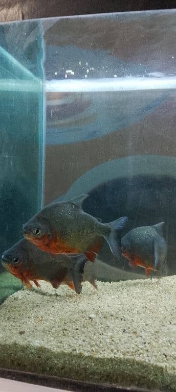 packo fish - Fish - 1099931849