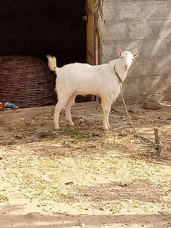 Teddy bakra breeder quality - Goats - 1099971132