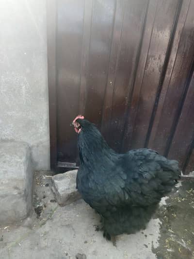 blue or black buff - Hens - 1099989941