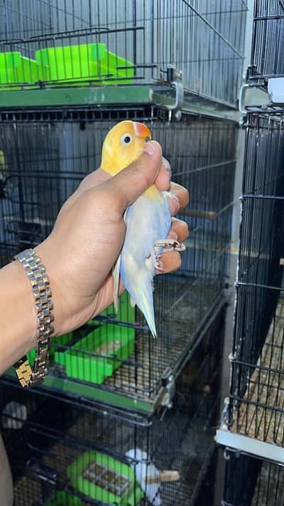 Par blue pale fellow, cremino, Decino, blue, split, opline for sell ...