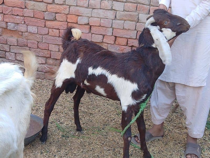 Bakra do daant - Goats - 1100008972