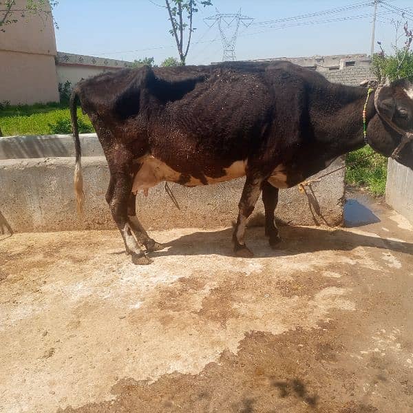 Cow sath Male bacha - Cows - 1100021492
