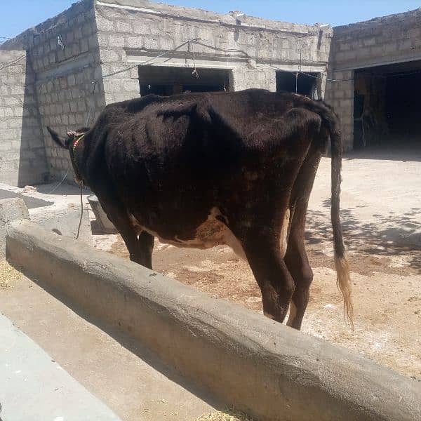 Cow sath Male bacha - Cows - 1100021492